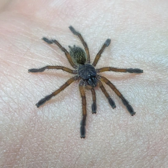 Golden Blue Leg Baboon Tarantula (Harpactira Pulchripes) 1/2-3/4" by ...