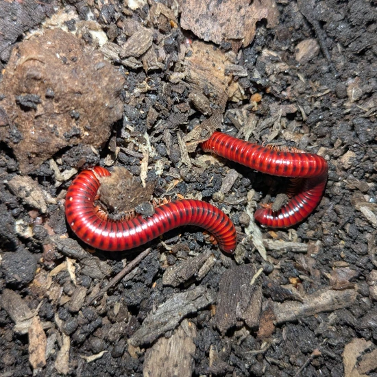 Mozambique Fire Millipede (Centrobolus Splendidus) by Phil Dreste's ...