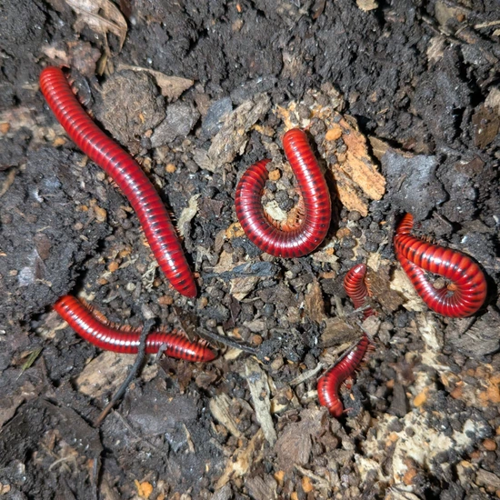 6 Mozambique Fire Millipedes (Centrobolus Splendidus) by Phil Dreste's ...