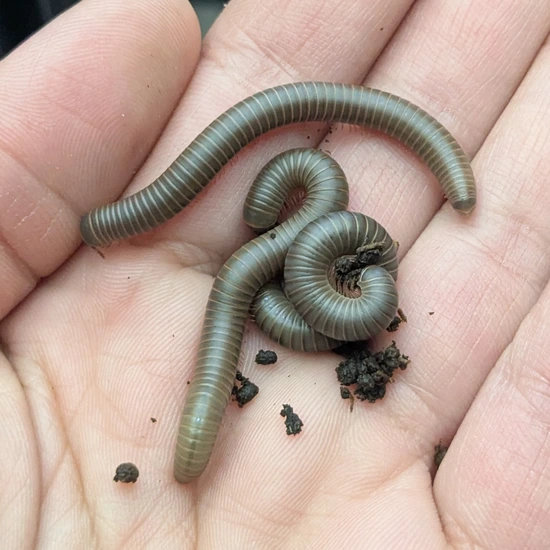 6 CB "Huntsville, AL" American Giant Millipede (Narceus Americanus) by ...