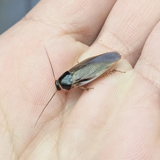12 Indian Roach (Pycnoscelus Indicus “Aiea, HI”) Mixed Nymphs Cockroach ...