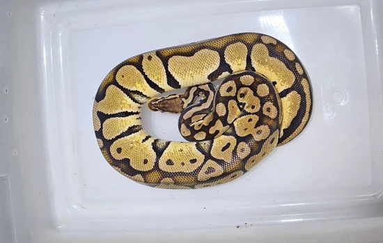 Yellow Belly Pastel 100% Het Ghost Ball Python by Open Road Constrictors