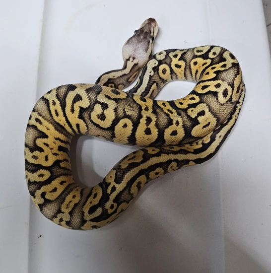 Spark/YB Super Pastel Ball Python by Open Road Constrictors