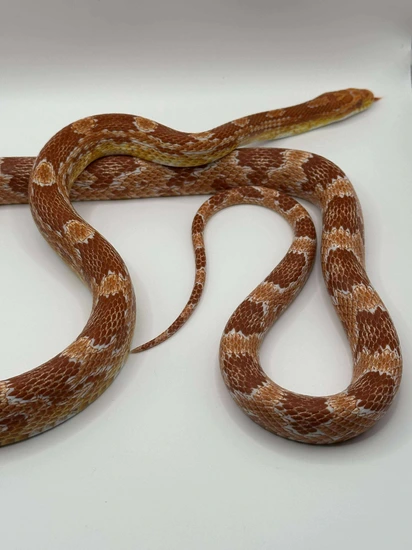 Amel Pos RF Corn Snake by Oddity Reptiles