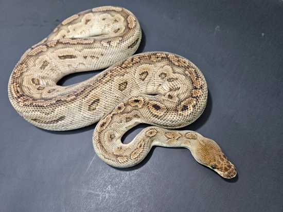 PB Bongo Clown (Motley) Ball Python by Lucas Landon Royals