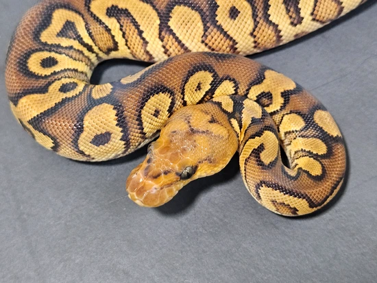 Mahogany YB Clown Ball Python by Lucas Landon Royals