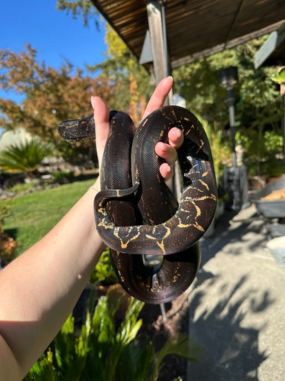 IMG Boa 50% Het Sharp / Snow Boa Constrictor by Phoebe’s Phriends