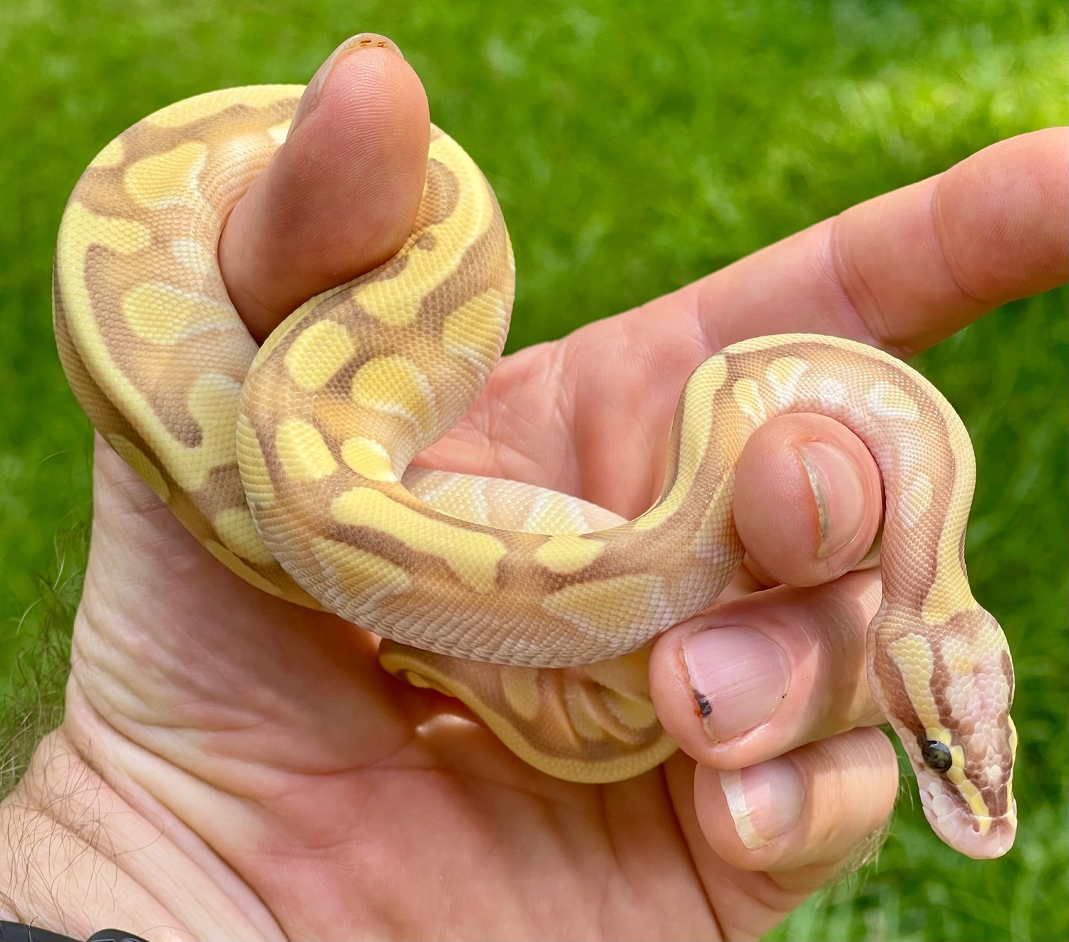 Silky Scales Exotics's Collection - MorphMarket