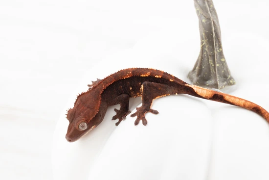 Visual ChoCho Crested Gecko by Ruby Reptiles
