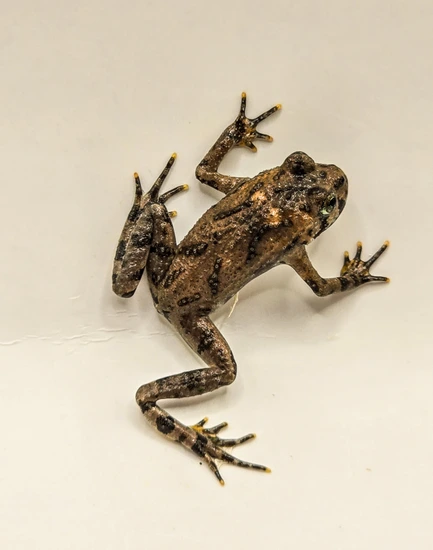 Fire Bellied Toad by Pick Your Poison Darts
