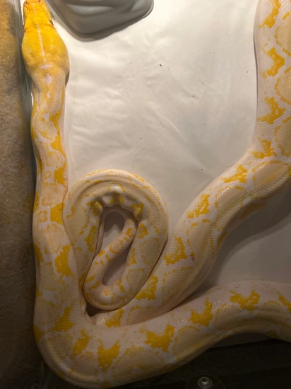 White Phase Albino Reticulated Python by Southern Harbor Exotics