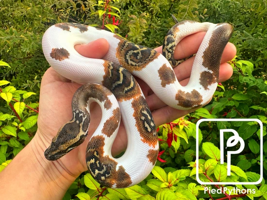 High White Pied Poss Het Caramel Burmese Python by Pied Pythons