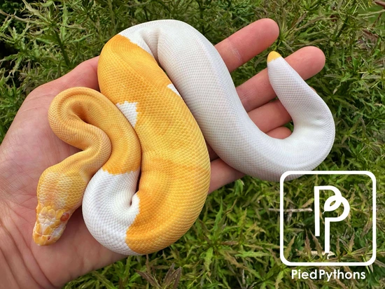 Candino Enchi Pied Ball Python by Pied Pythons
