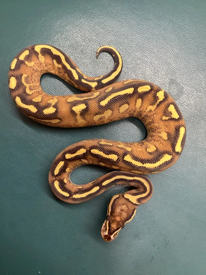 Power Pack Starter Group Ball Python by Out of the Box Creations, LLC