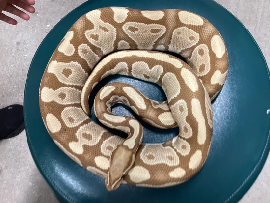 Adult Ultramel Ball Python by Out of the Box Creations, LLC