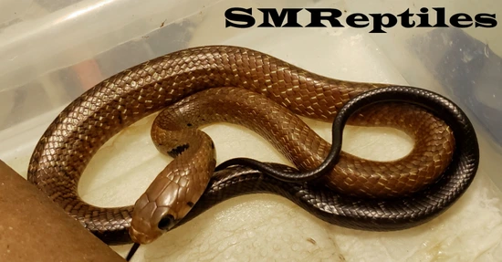 (100% HET Axanthic) CB '25 Blacktail Cribos Cribo & Indigo Snakes by ...