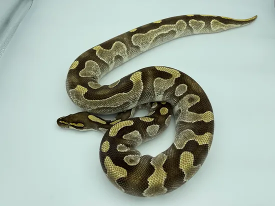 1.3 Enchi Mojave Bling Yellowbelly Fader Group Ball Python by PineconeReptiles