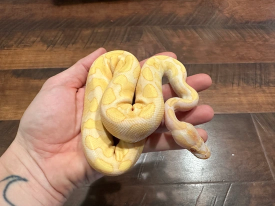 Enchi Lavender Ball Python by PineconeReptiles