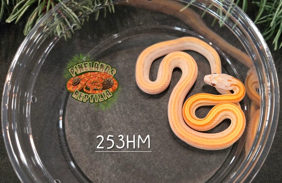 Ultramel Creamsicle Stripe 66ph Caramel 50ph Cinder Sunkissed Scaleless ...