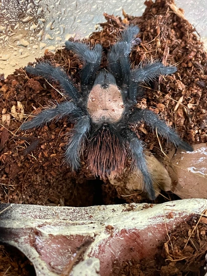 Brachypelma Albiceps “Mexican Golden Red Rump” Tarantula by Gigi’s ...