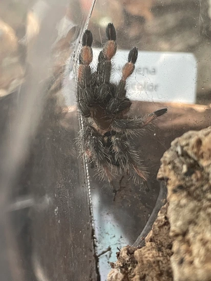 P. Irminia Aka Venezuelan Suntigers Tarantula by Gigi’s Creature Lair