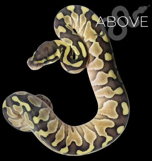 Spotnose Lesser Blade Het Clown 66% Het Lav Albino PHet Pied -- "Fyre ...
