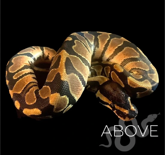 (Enchi) Het DG Het Pied PHet TSK Ax -- "Eagle" Ball Python by ABOVE