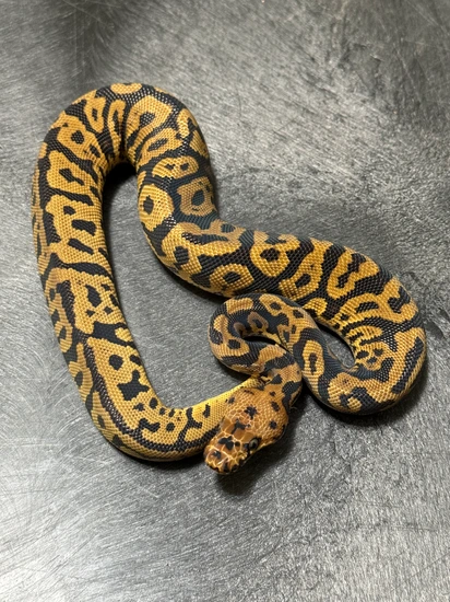 Confusion Spotnose Clown Female Ball Python by Pin’s Pythons