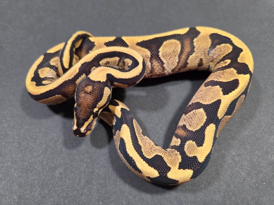 ENCHI YB Poss HGW 66% Het DG Ball Python by PinupPieds&Pythons