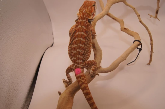 4 Month Old Leather Back Central Bearded Dragon by Pip &Jerry's Dragon's