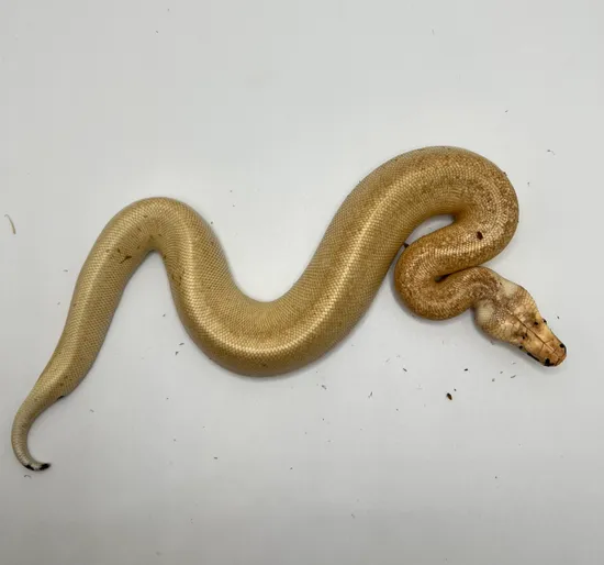 Magpie Blood Python by LI Reptiles