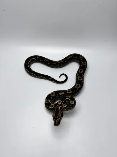 IMG Het Black Devil Boa Constrictor by LI Reptiles