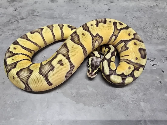 Super Pastel Enchi Ball Python by Iron Dragon Reptiles