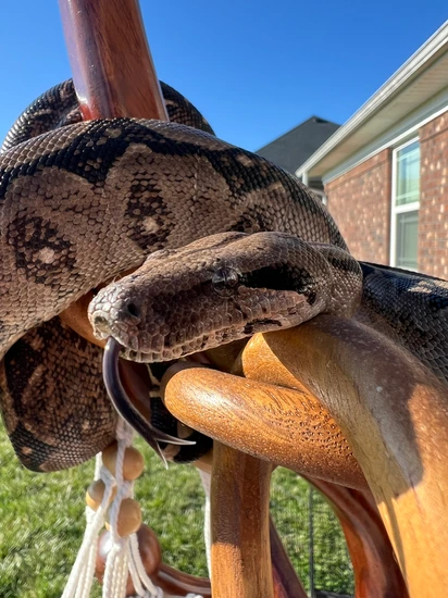 Central American BCI Boa Constrictor by Pink Ribbon Pythons