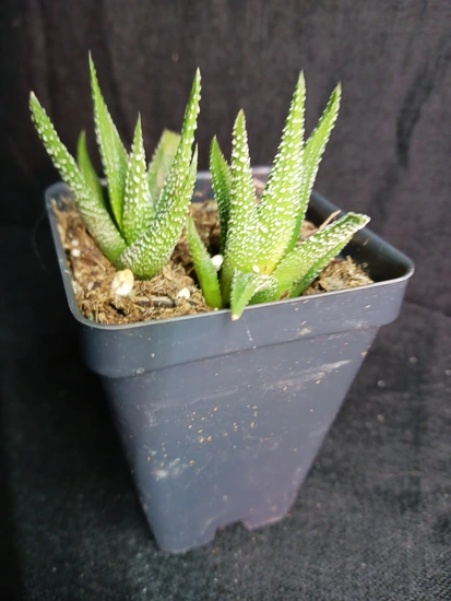 Haworthia Attenuata Terrarium Plant by Plants Grow Dreams