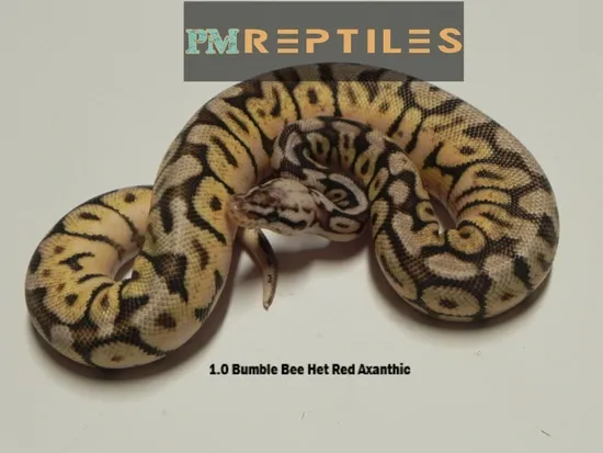 Bumble Bee Het Red Axanthic Ball Python by PM Reptiles