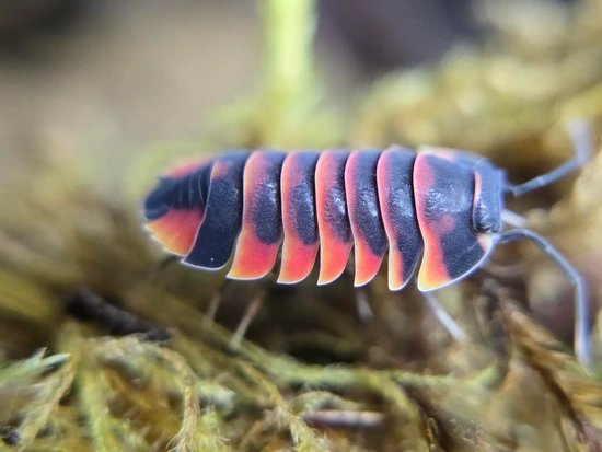 20+ Count Ardentiella Sp. Ember Bee Isopods by Pods4You