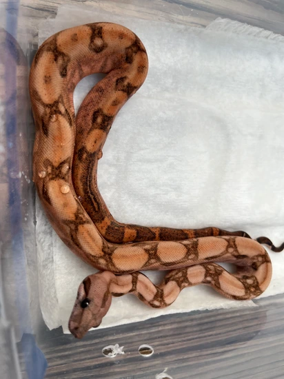 Sonoran Hypo Blood Boa Constrictor by Wild Things Exotic Reptiles