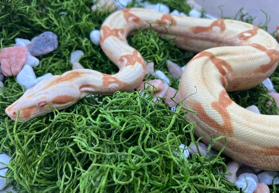 Purple Sharp Sunglow Boa Constrictor by Wild Things Exotic Reptiles