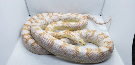 Proven Adult Coral Snow Corn Snake by Cosmic Creatures