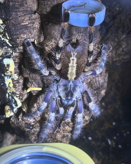 Poecilotheria Formosa (Salem Ornamental) 1.25" Tarantula by Pokie Garden