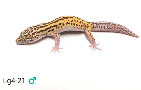 Mack Snow Radar Leopard Gecko by Dragon Aquatics