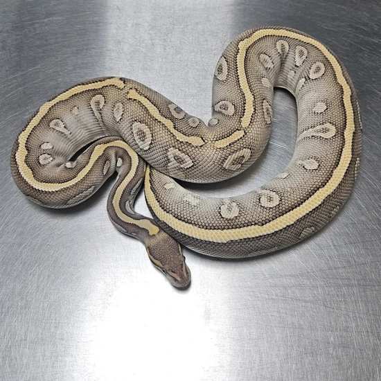 Mystic Phantom Cypress Ball Python by Dragon Aquatics