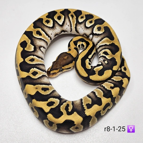 Mystic Het Clown Ball Python by Dragon Aquatics