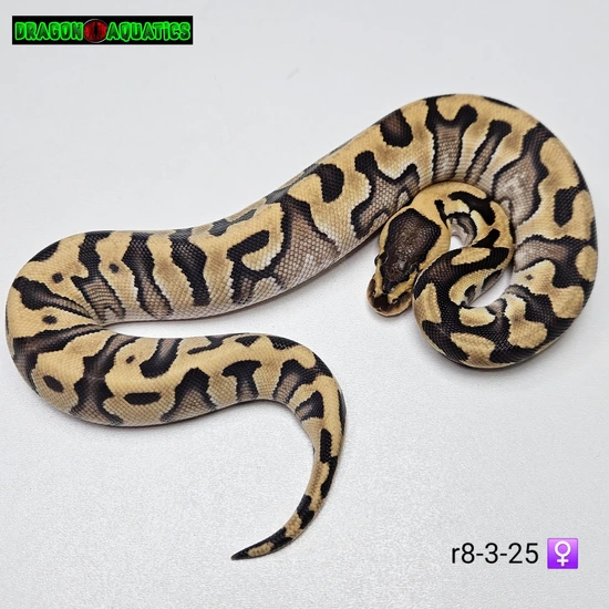 Mystic Enchi Cypress Het Clown Ball Python by Dragon Aquatics