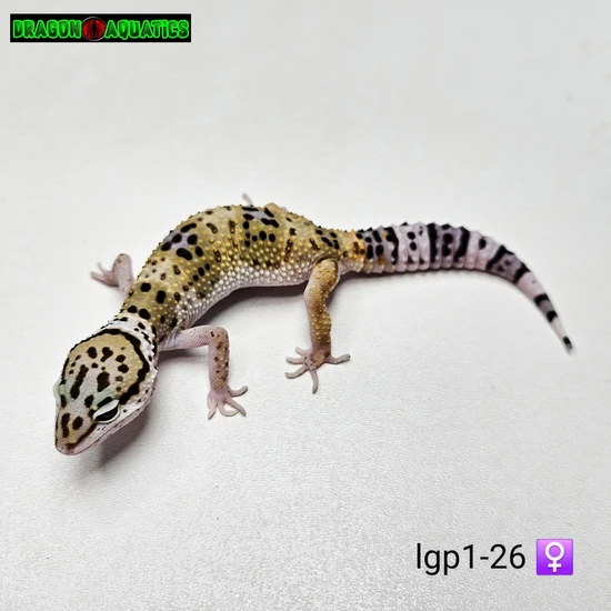 Leopard Gecko Gecko by Dragon Aquatics