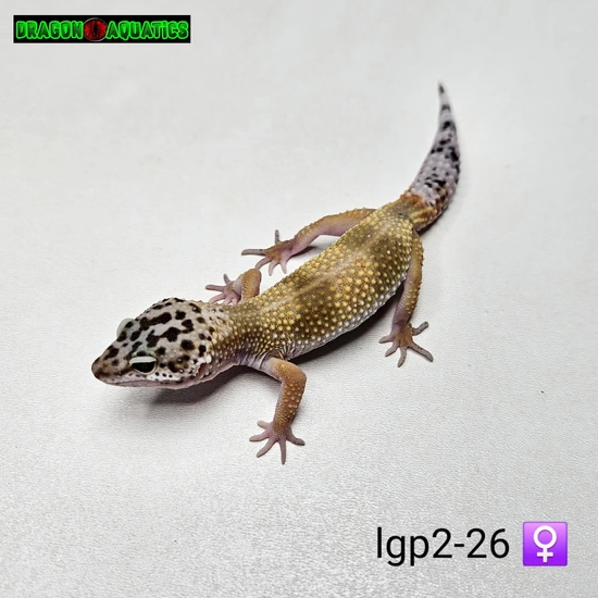 Leopard Gecko by Dragon Aquatics