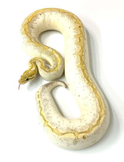 Bamboo Black Pastel Spider Trick DH VPI Axanthic Pied Ball Python by ...