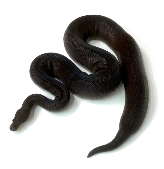 Super Black Pastel Ball Python by Polyamorous Ball Pythons