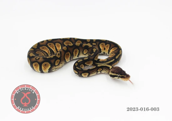 Pastel Stranger 50% Het Monsoon Ball Python by Blackjack Reptiles